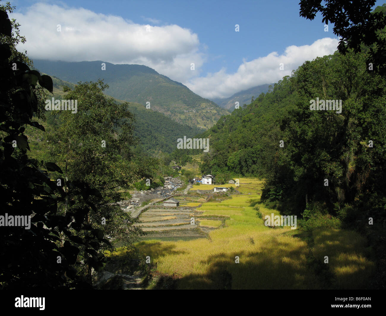 Rice fields in the Bhurungdi river valley between Birethanti and Ulleri ...