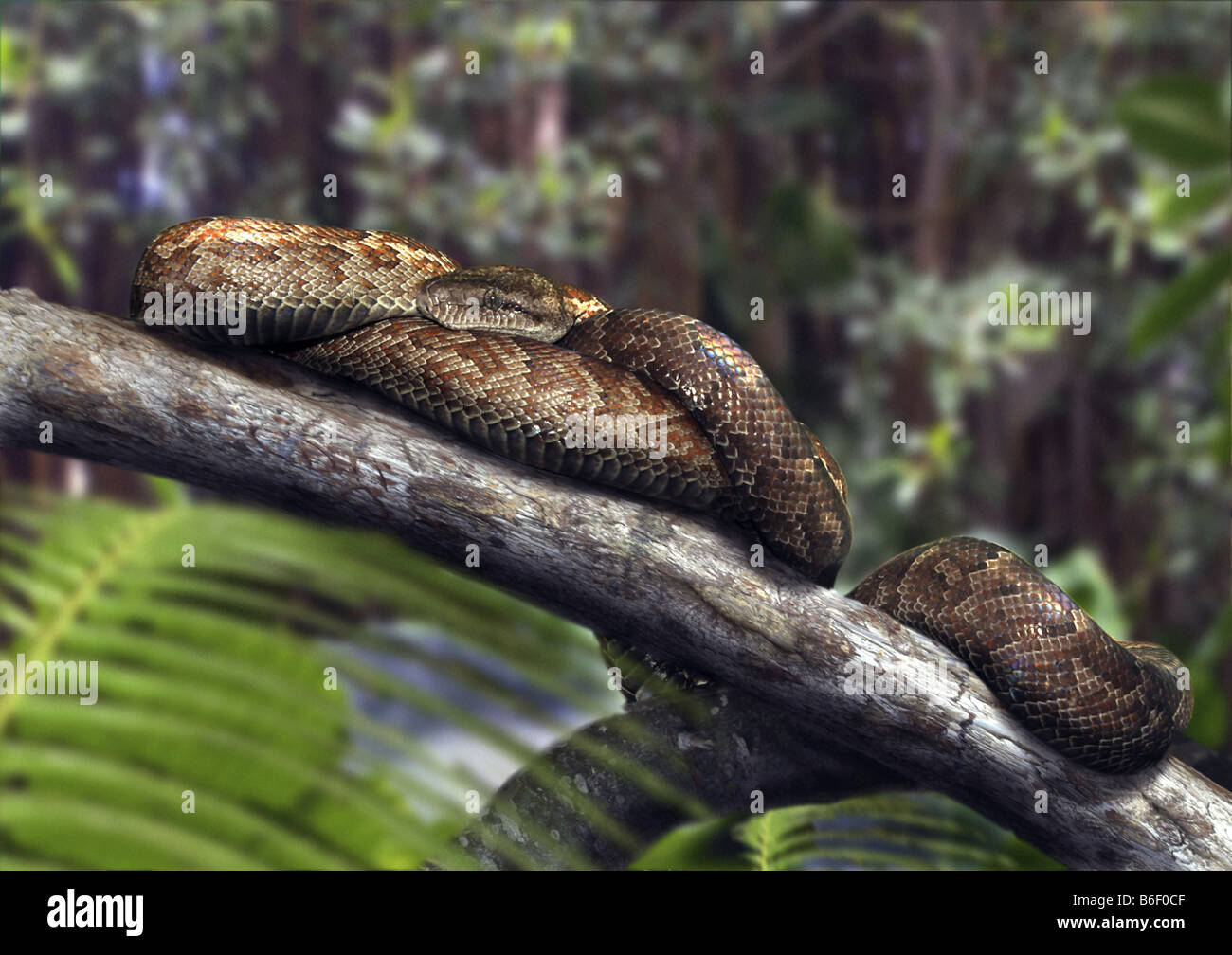 Brazilian rainbow boa (Epicrates cenchria), rolled up on a branch ...