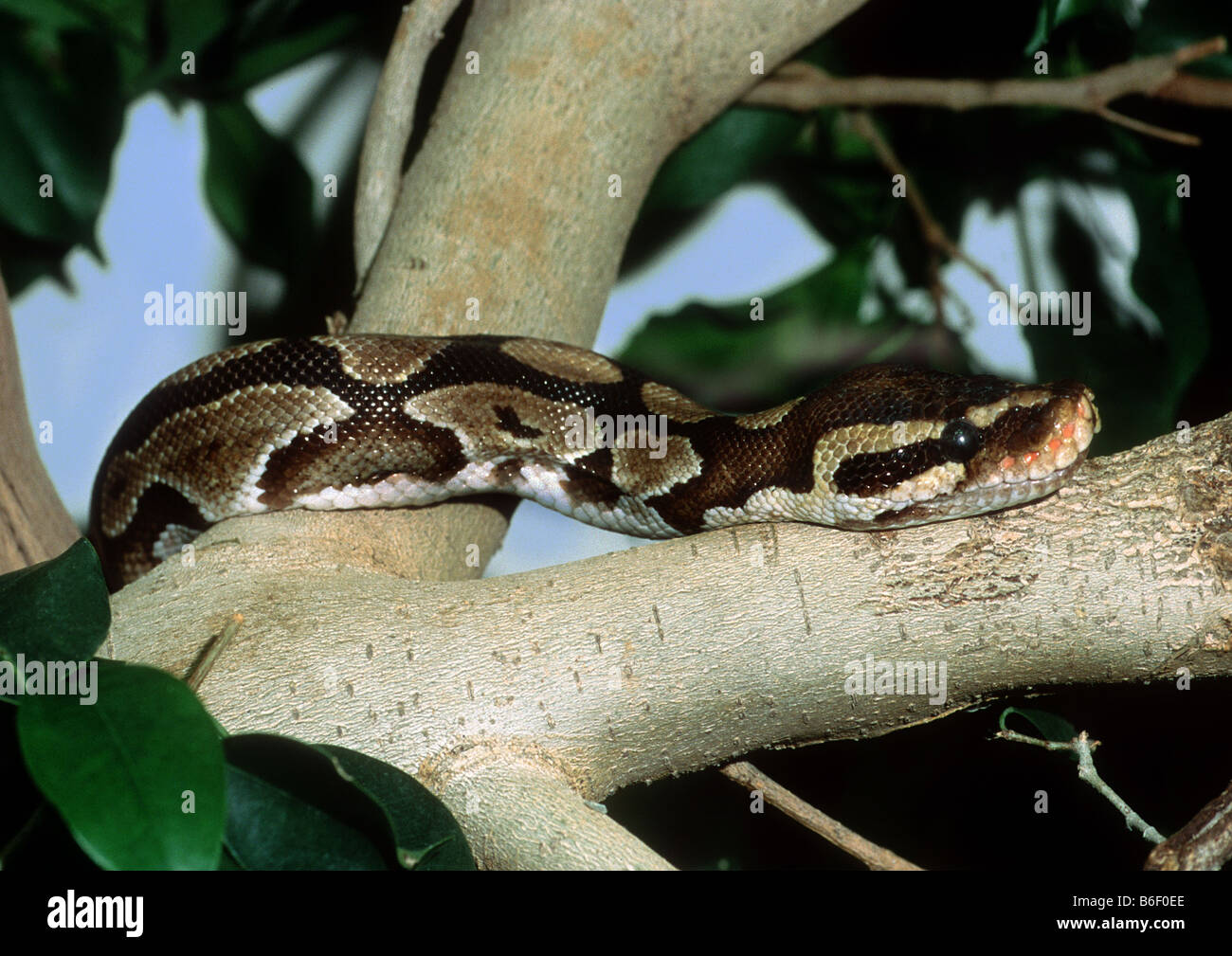 ball python, royal python (Python regius), on a branch, Africa Stock Photo - Alamy