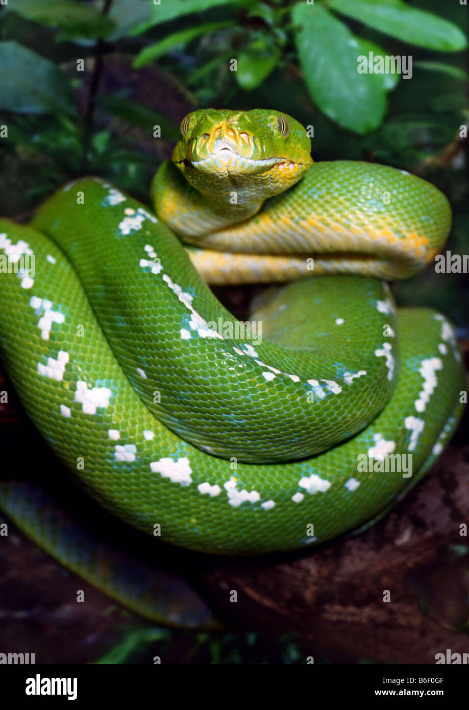 Emerald Tree Boa On Branch High Resolution Stock Photography and Images ...