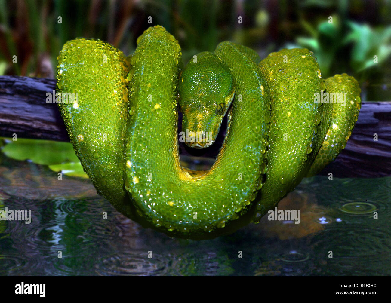 Boa reptiles boa latin boa hi-res stock photography and images - Alamy