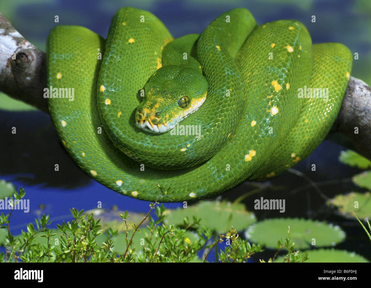 Rolled up on branch hi-res stock photography and images - Alamy