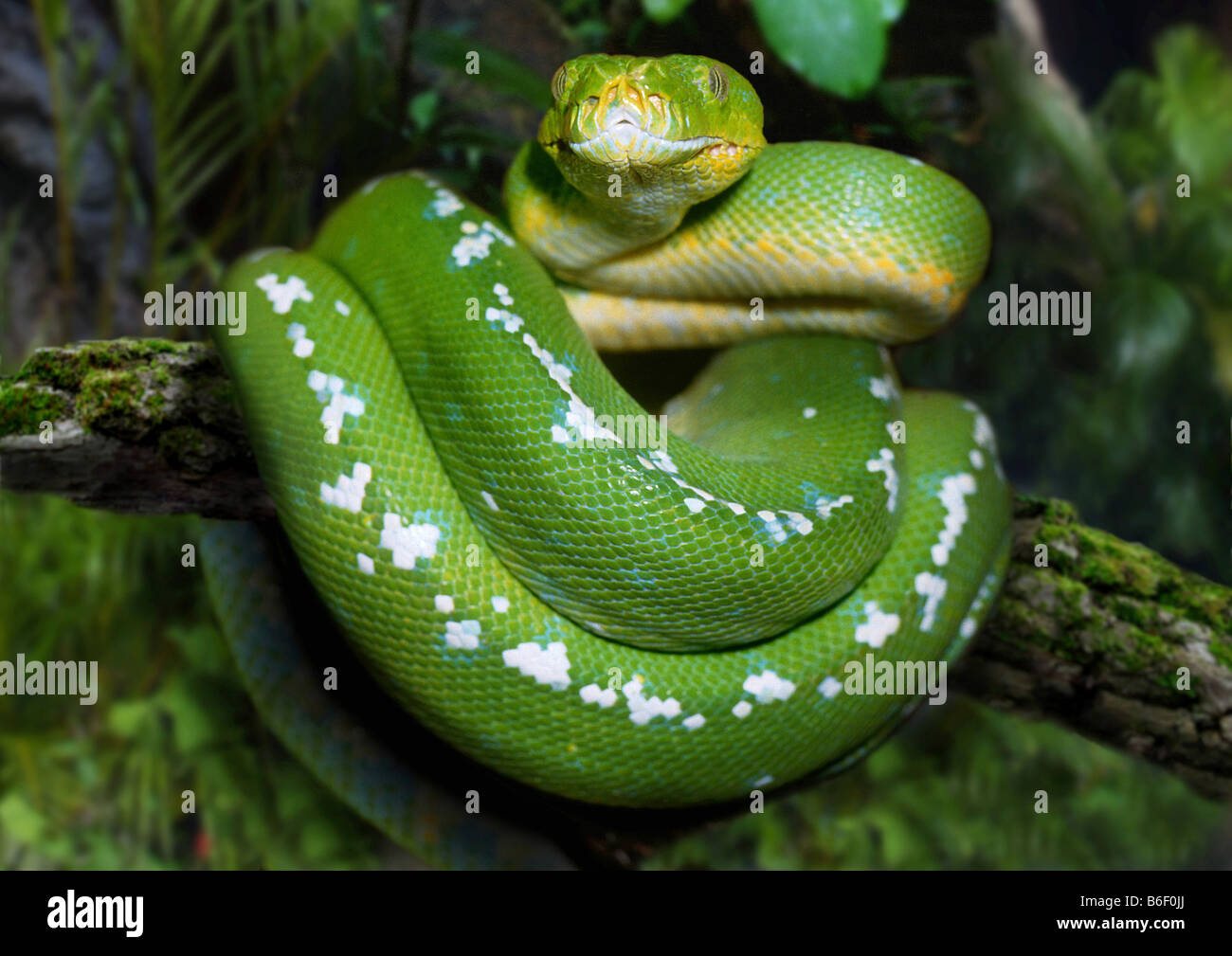 Emerald tree boa (Corallus caninus), rolled up on a branch Stock Photo ...