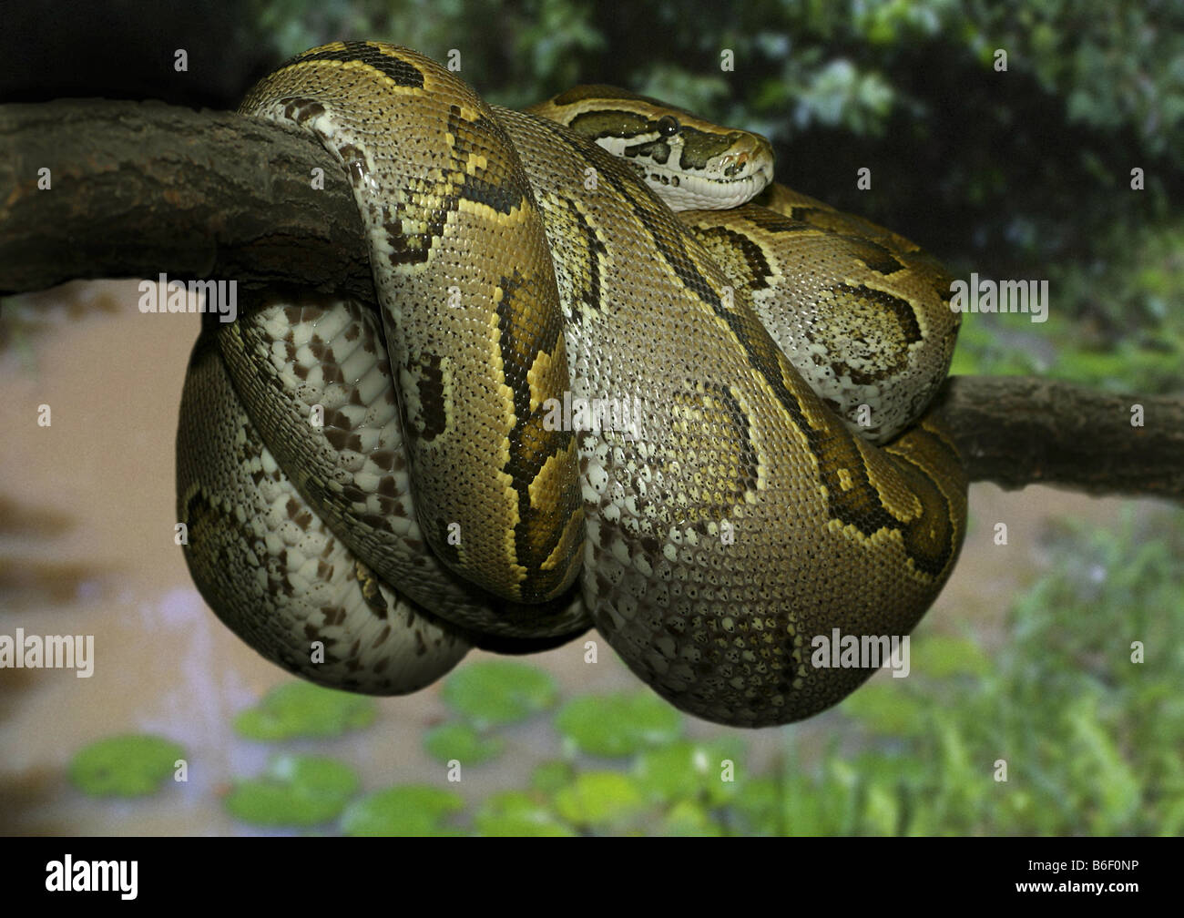 Burmese Python Indian Python Python Molurus Rolled Up On A Branch