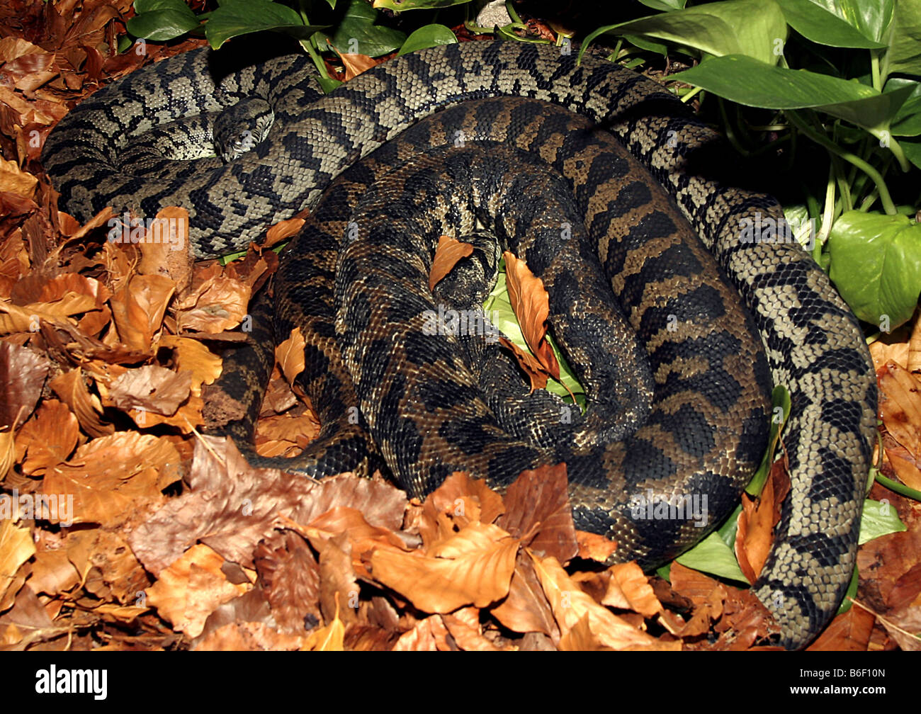 diamond python (Morelia argus, Morelia spilota spilota), couple Stock ...