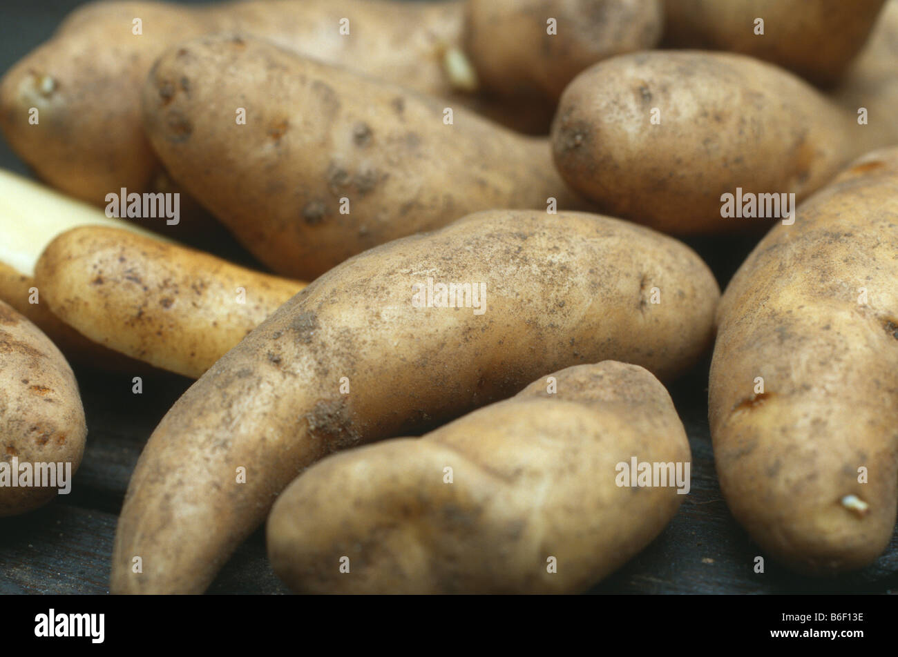 potato (Solanum tuberosum), sort Larette Stock Photo - Alamy