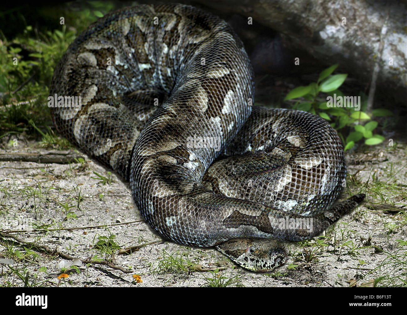 Cuban tree boa, Cuban boa, maja (Epicrates angulifer), rolled up on ...