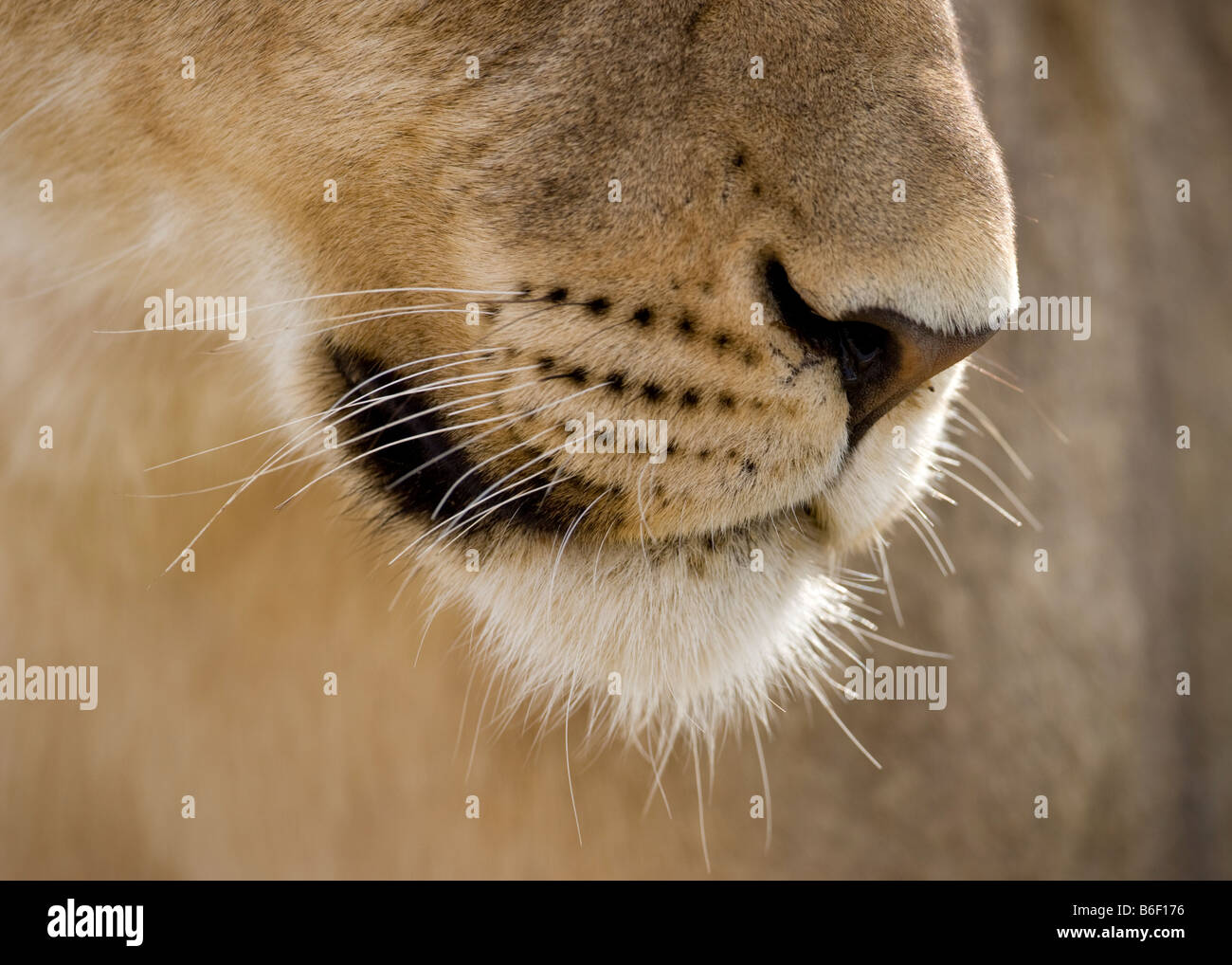 Big cats muzzle and face hi-res stock photography and images - Alamy