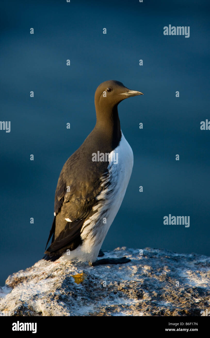 Langanes hi-res stock photography and images - Alamy