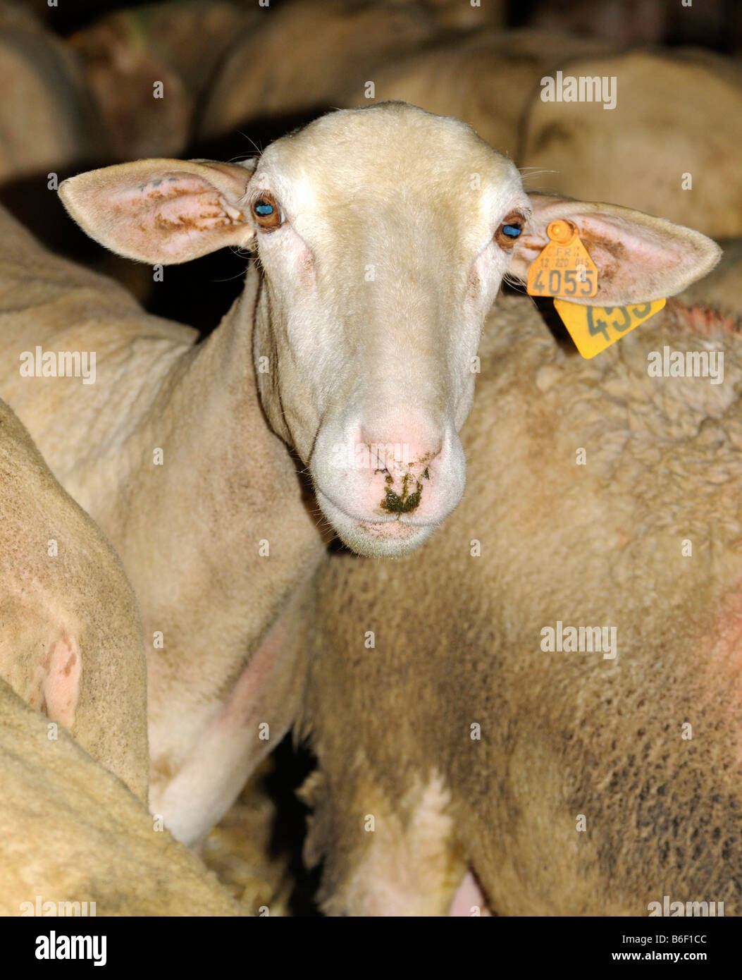 Lacaune sheep, Roquefort Region, France, Europe Stock Photo - Alamy