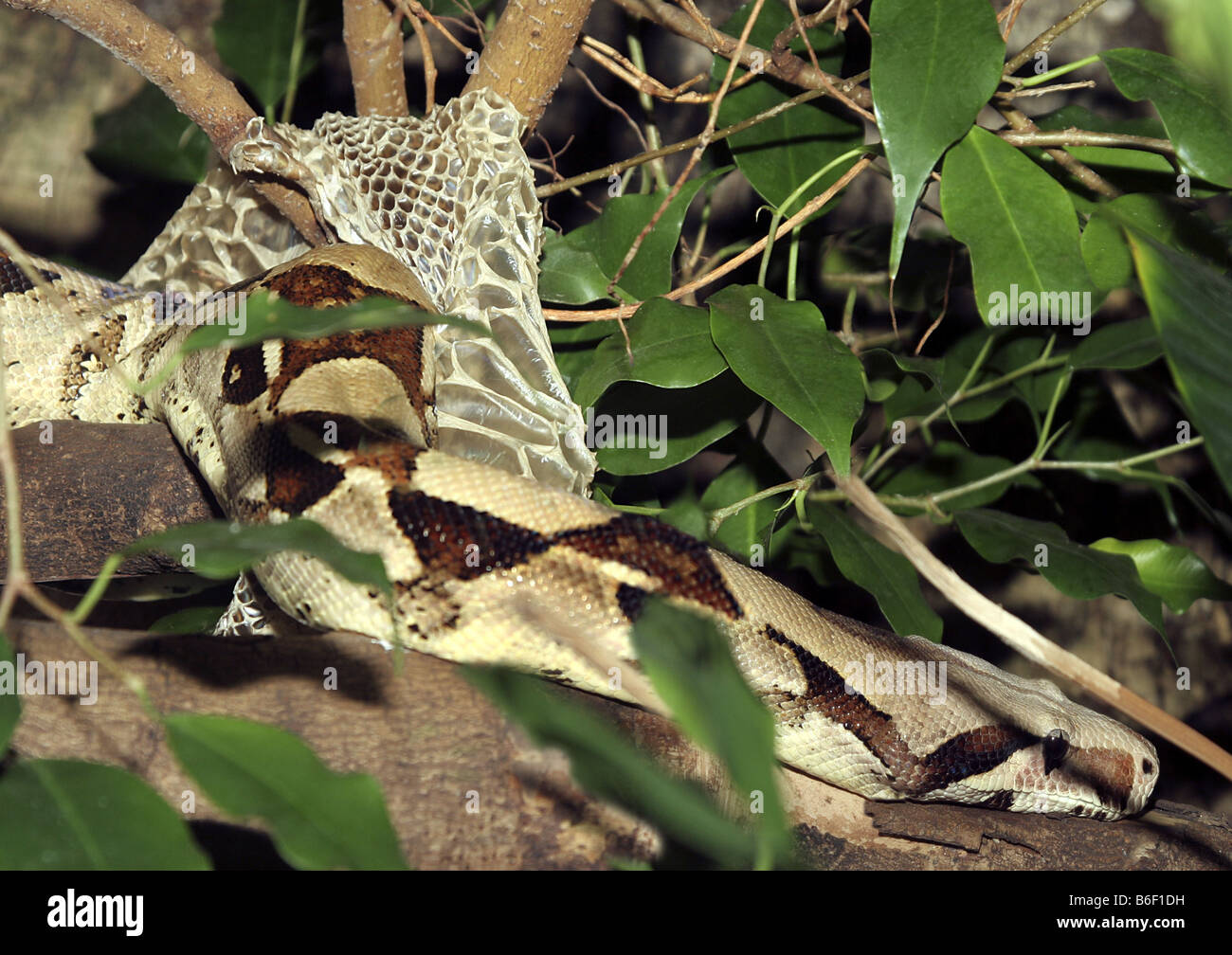 Red tailed boa boa constrictor hi-res stock photography and images - Alamy
