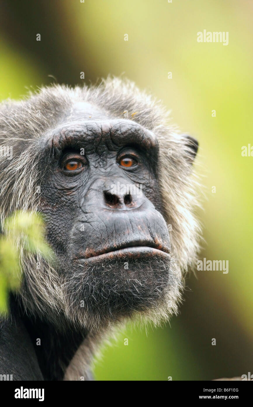 common chimpanzee (Pan troglodytes), looks curious Stock Photo - Alamy
