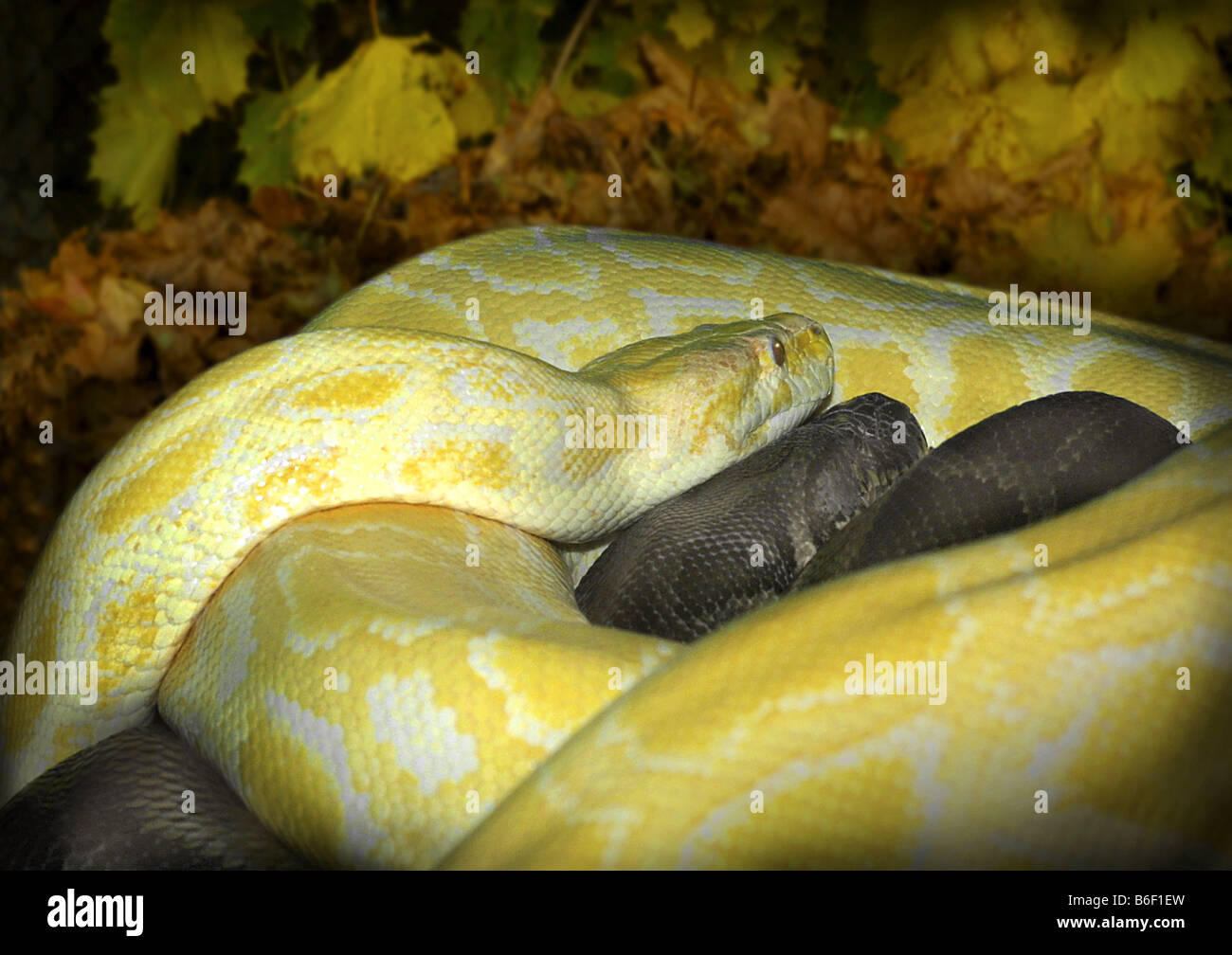 Yellow boa constrictor hi-res stock photography and images - Alamy