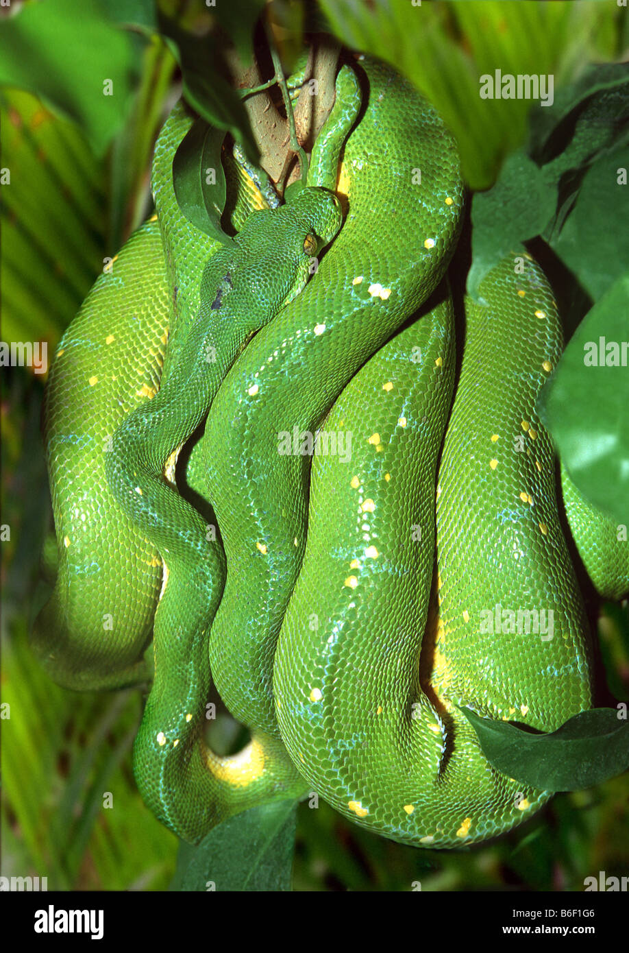 Green Tree Python (Chondropython viridis, Morelia viridis), rolled up ...