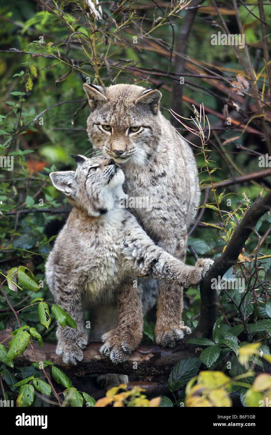 Eurasian lynx (Lynx lynx), female smooches with pup Stock Photo - Alamy