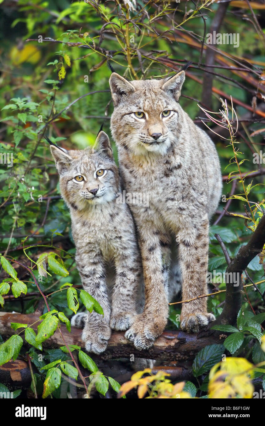 Eurasian lynx (Lynx lynx), female with pup Stock Photo - Alamy