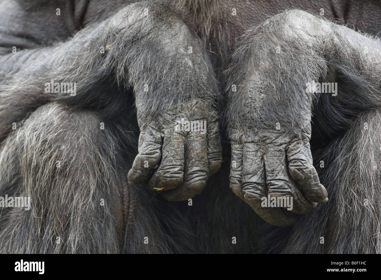 common chimpanzee (Pan troglodytes), hands of a chimpanzee Stock Photo ...
