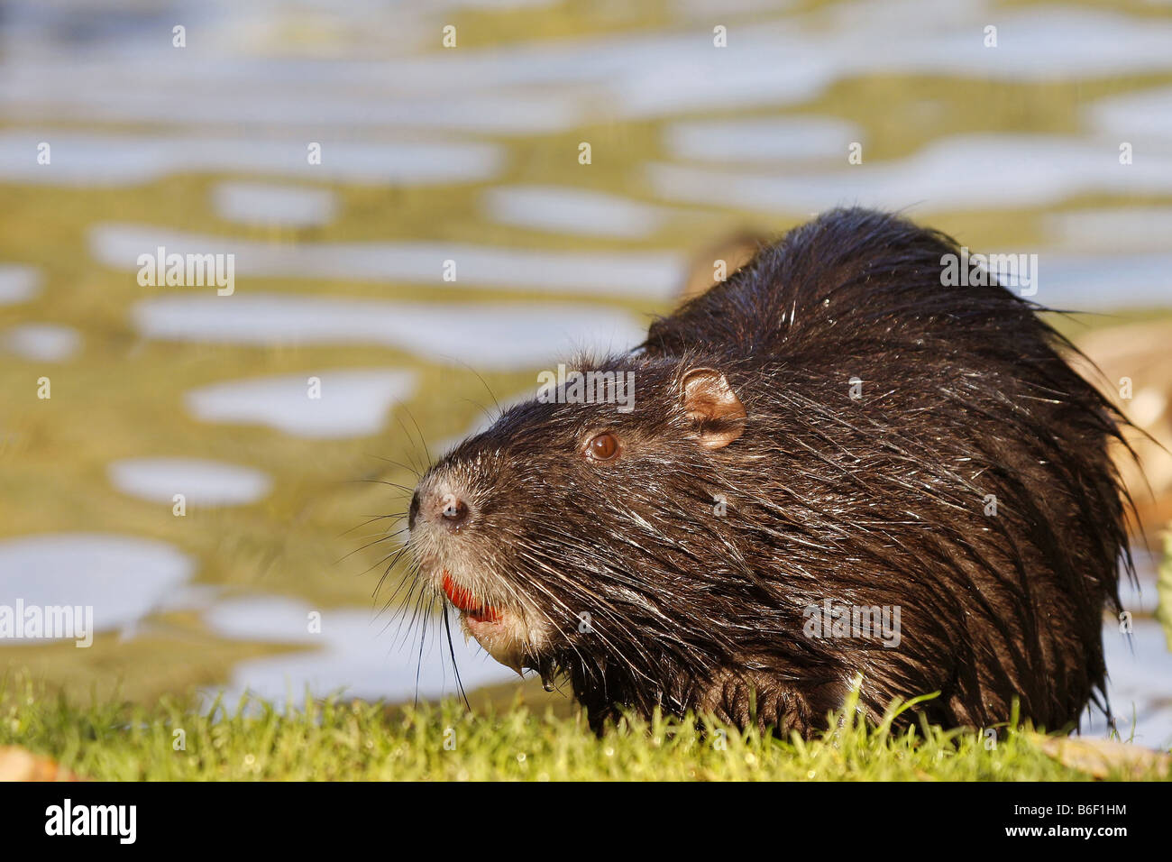 coypu, nutria (Myocastor coypus), at lake shore Stock Photo - Alamy