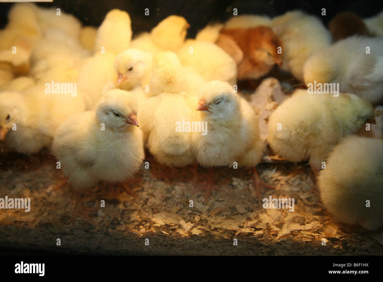 Young Brooding Chickens at a Farm Stock Photo - Alamy