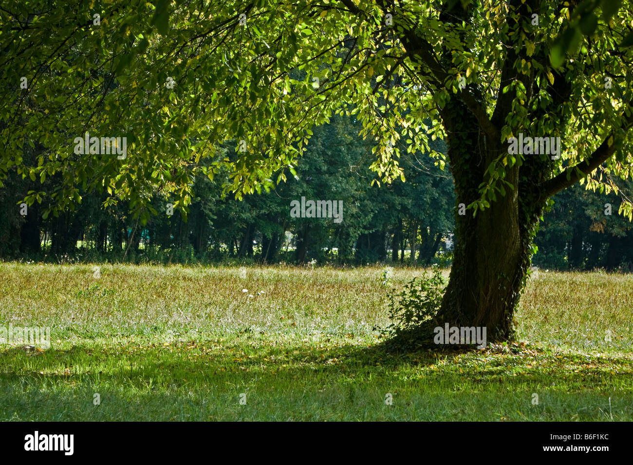 tree on a grass field Stock Photo - Alamy