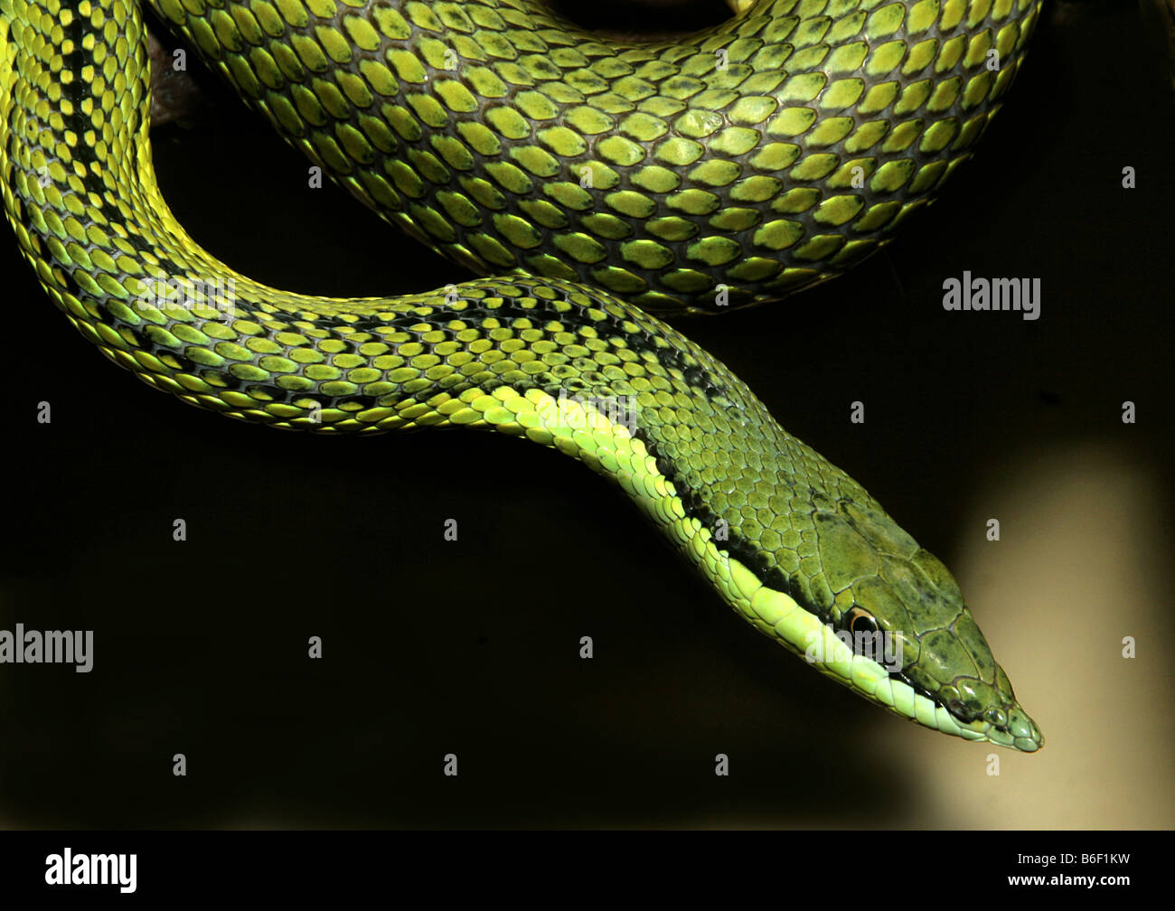 parrot snake (Leptophis diplotropis), portrait Stock Photo - Alamy