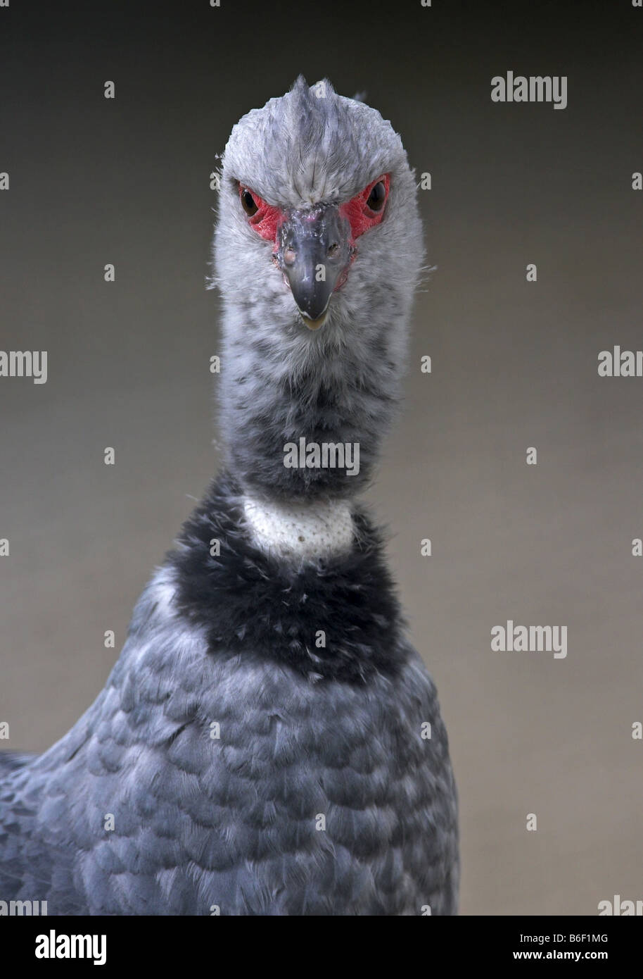 crested screamer (Chauna torquata), front view Stock Photo - Alamy