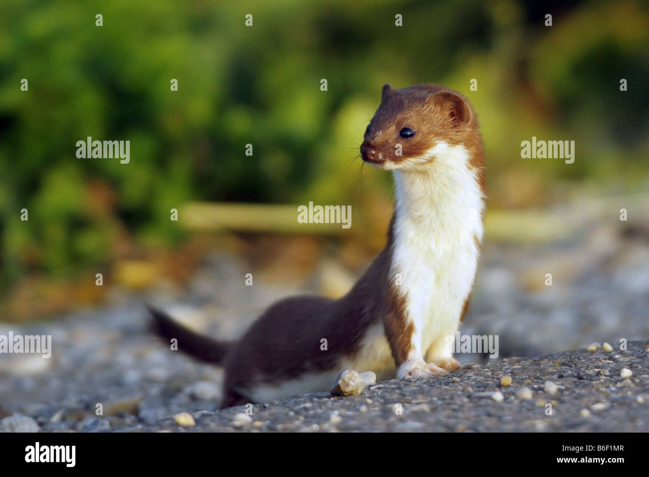 Least weasels hi-res stock photography and images - Alamy