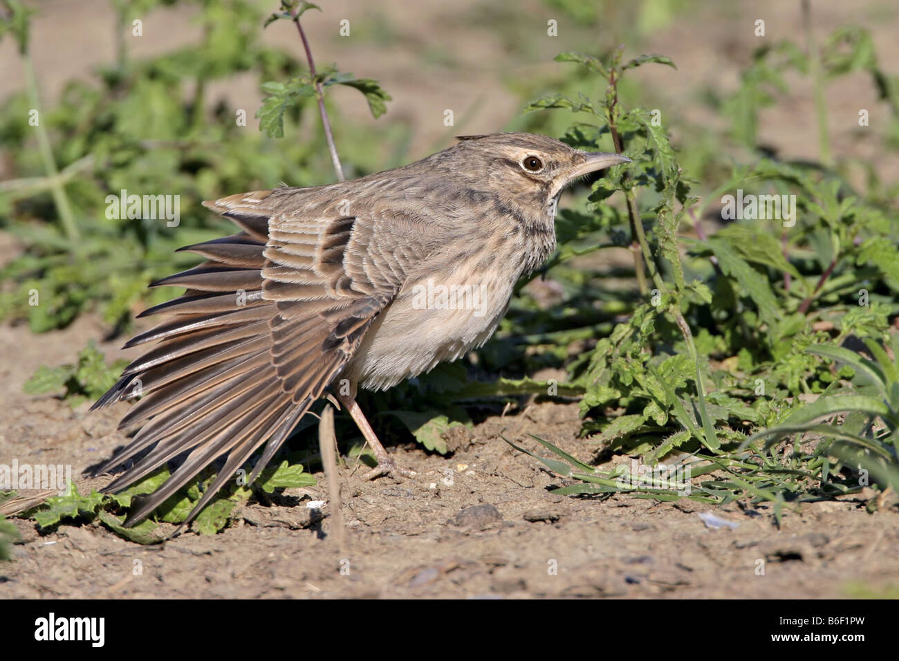 crested lark (Galerida cristata), distracting , Bulgaria Stock Photo ...