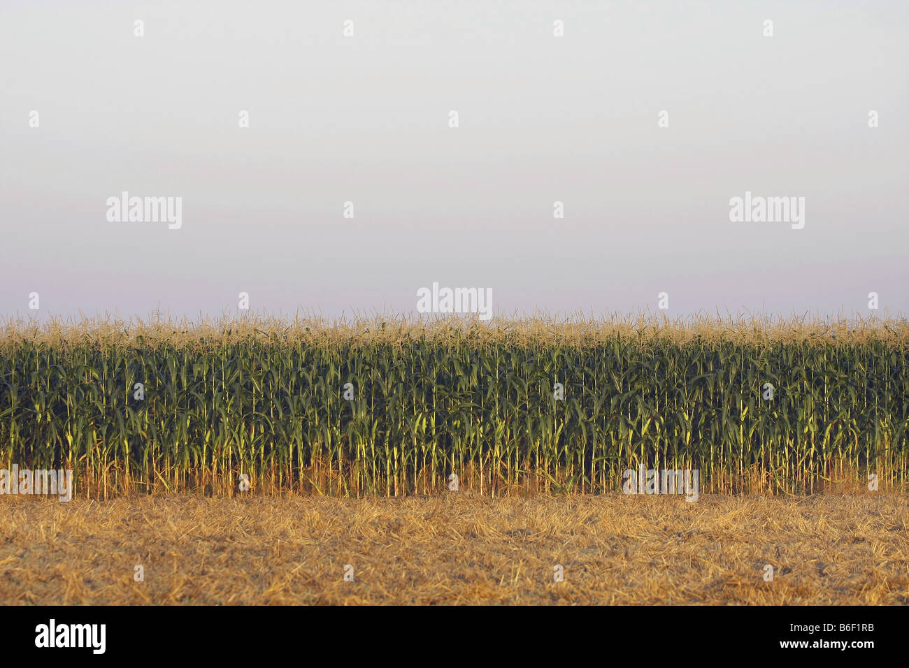 Indian corn, maize (Zea mays), corn field, Germany Stock Photo - Alamy