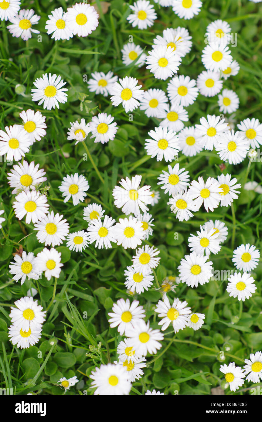 Daisies in the meadow at spring Stock Photo - Alamy