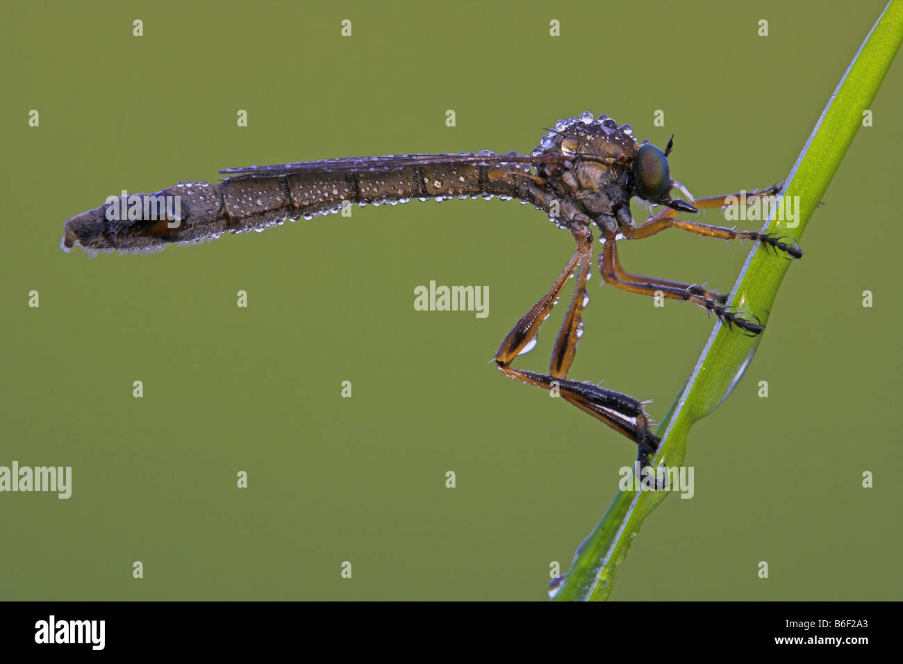 grass flie, leptogasterid flie (Leptogaster spec.), on a stem Stock ...