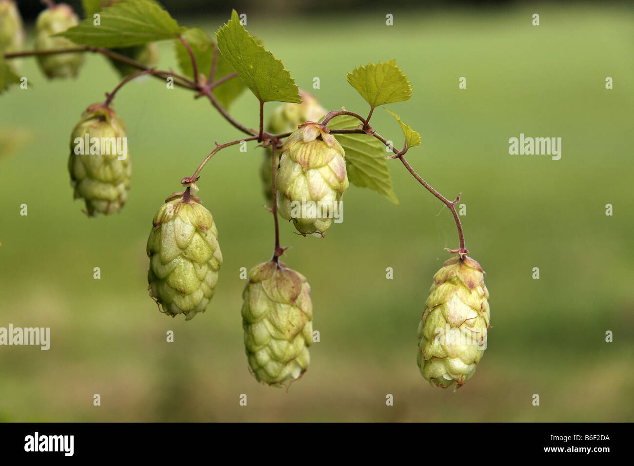 Female hop flowers humulus lupulus hi-res stock photography and images ...