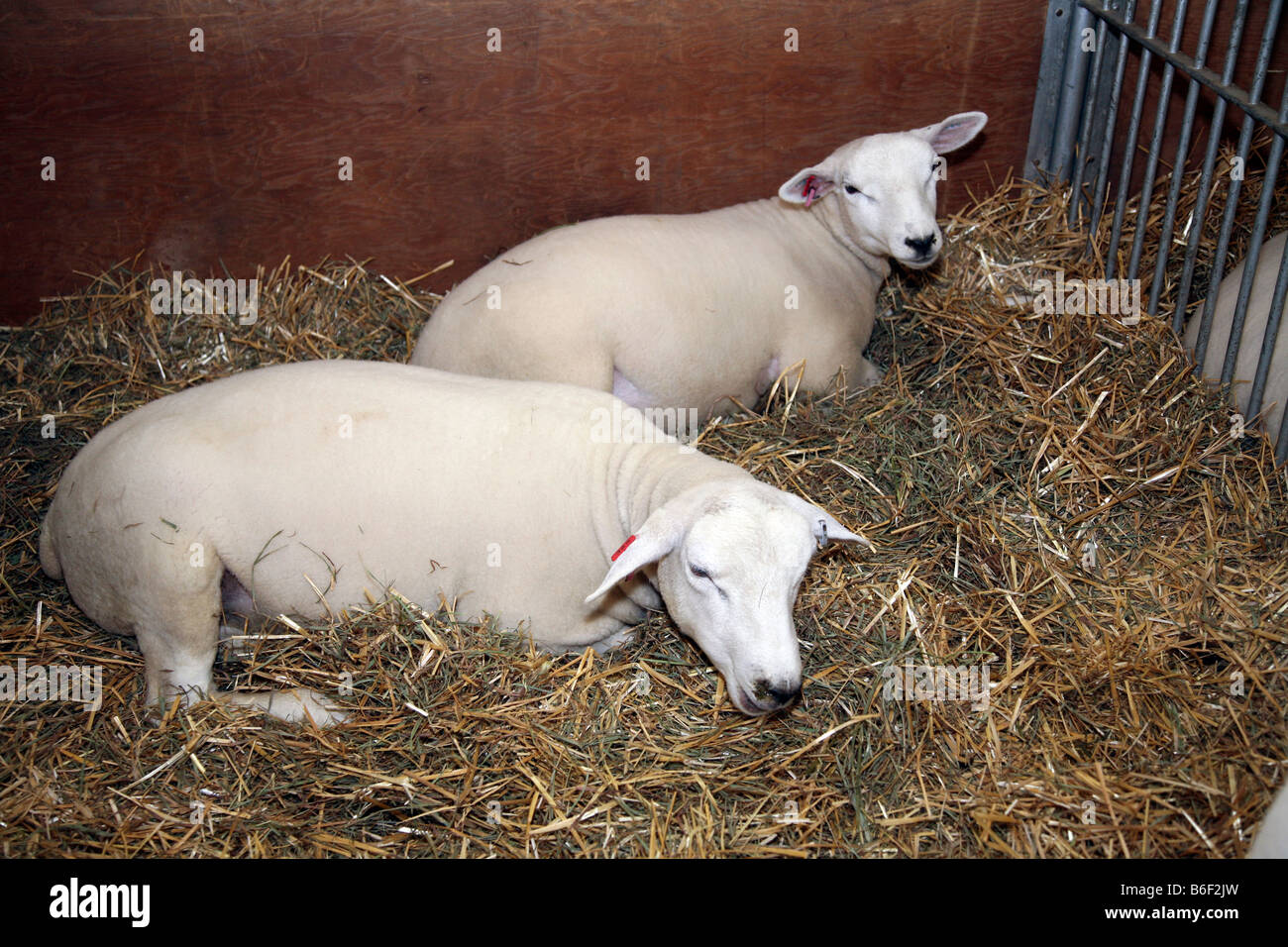 Judging sheep breeds hi-res stock photography and images - Alamy
