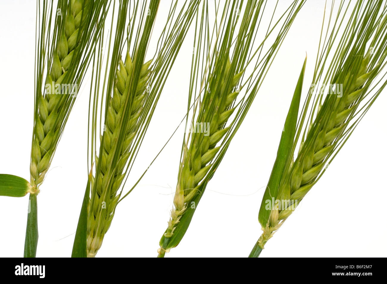 Barley Hordeum vulgare Stock Photo - Alamy