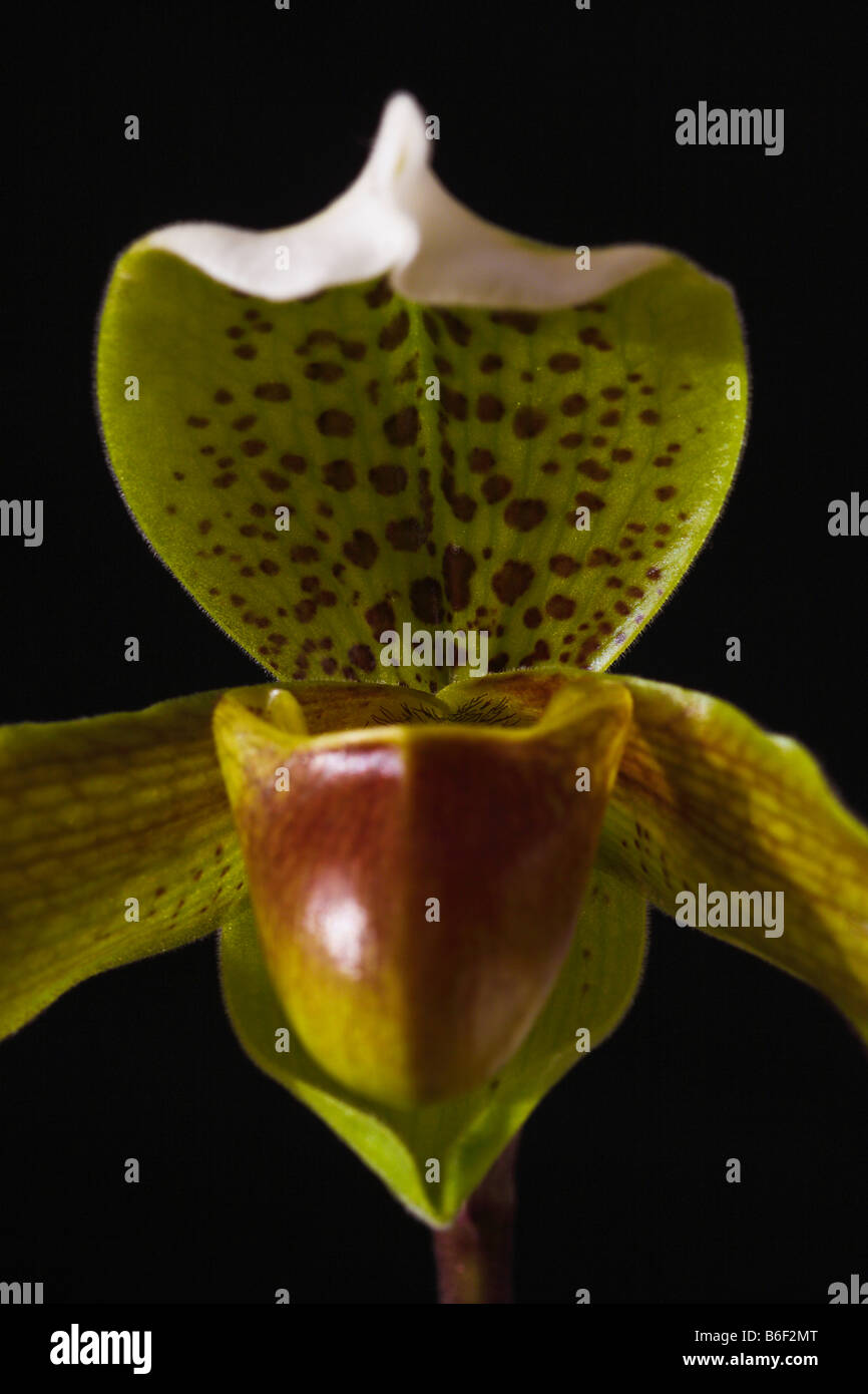 Lady slipper orchid hi-res stock photography and images - Alamy