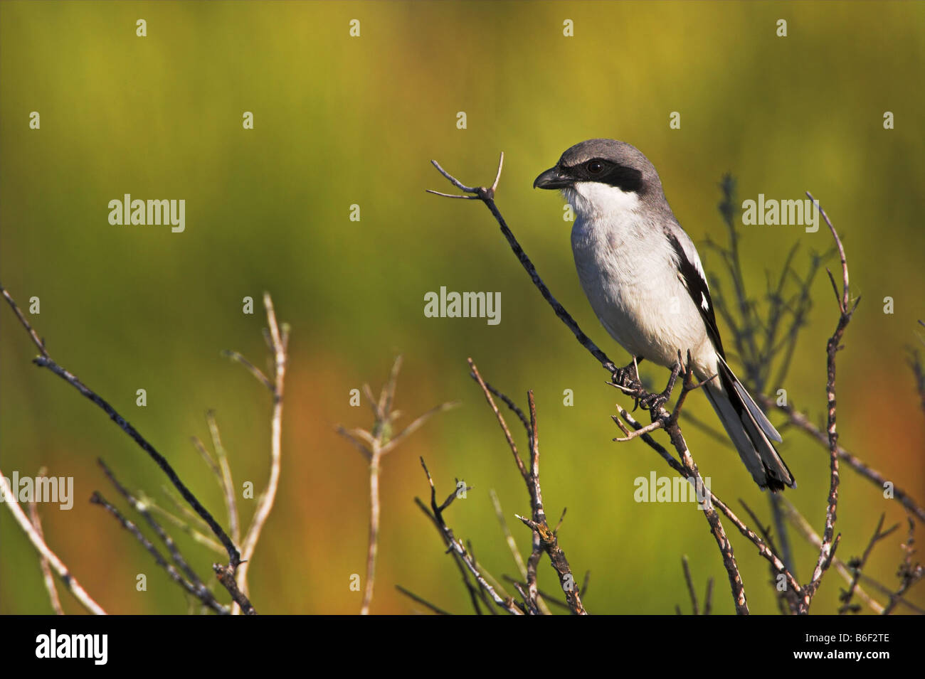 loggerhead shrike (Lanius ludovicianus), on a lookout, USA, Florida ...