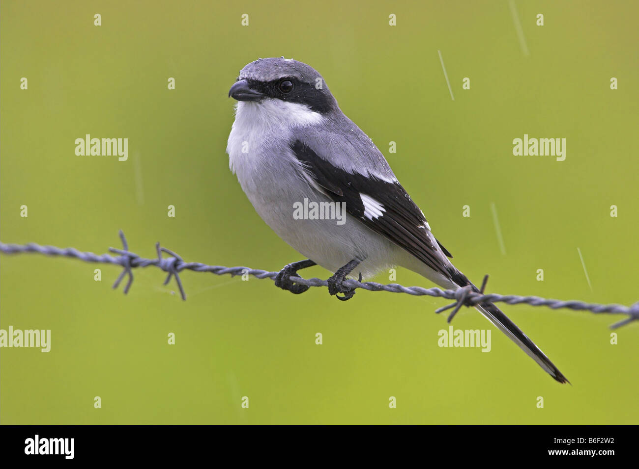 loggerhead shrike (Lanius ludovicianus), on a lookout, USA, Florida ...