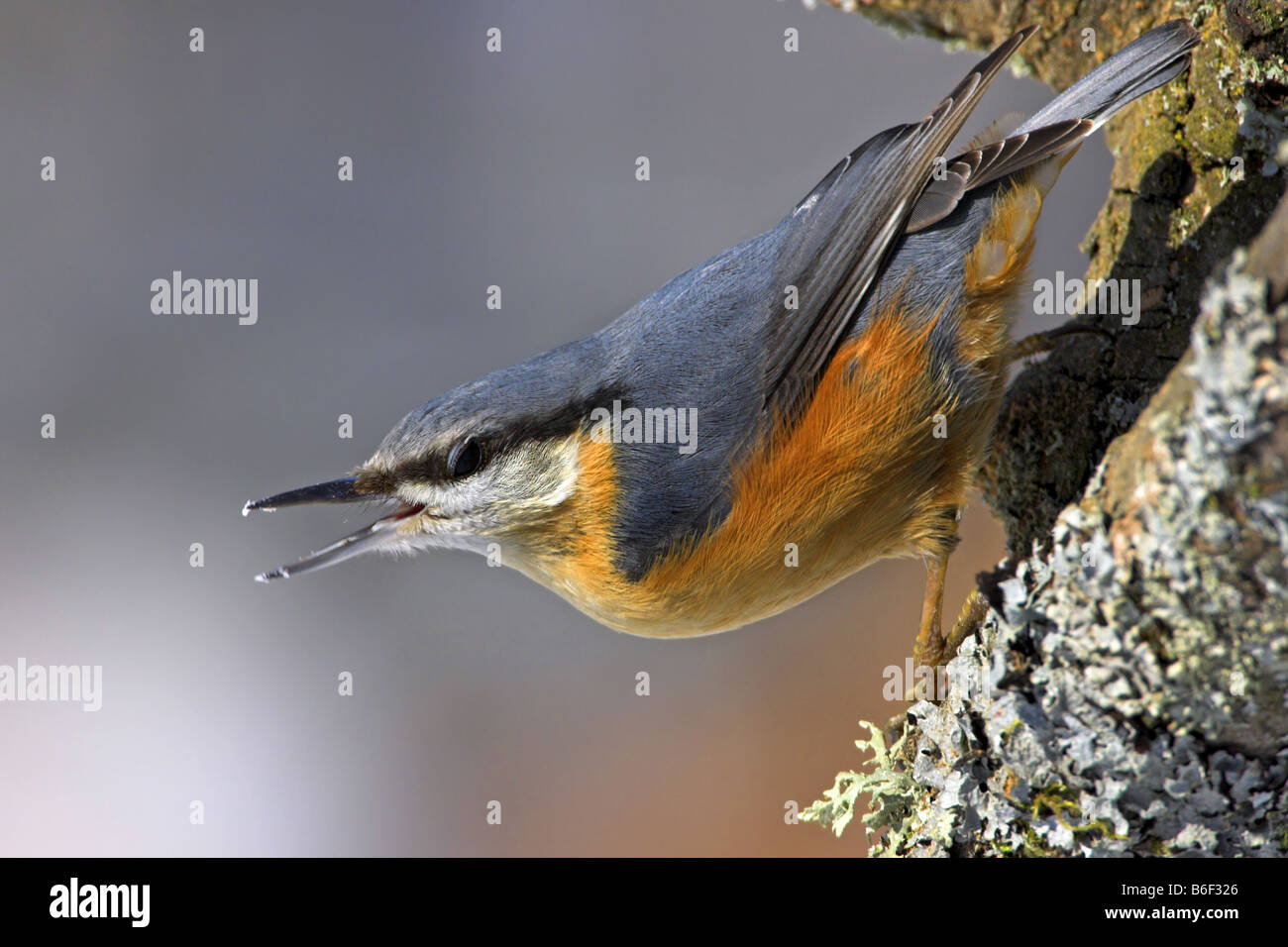 Eurasian nuthatch (Sitta europaea), sitting on a branch, Germany Stock ...