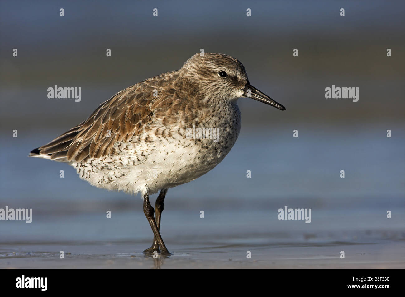 red knot (Calidris canutus), walking in water, USA, Florida Stock Photo ...