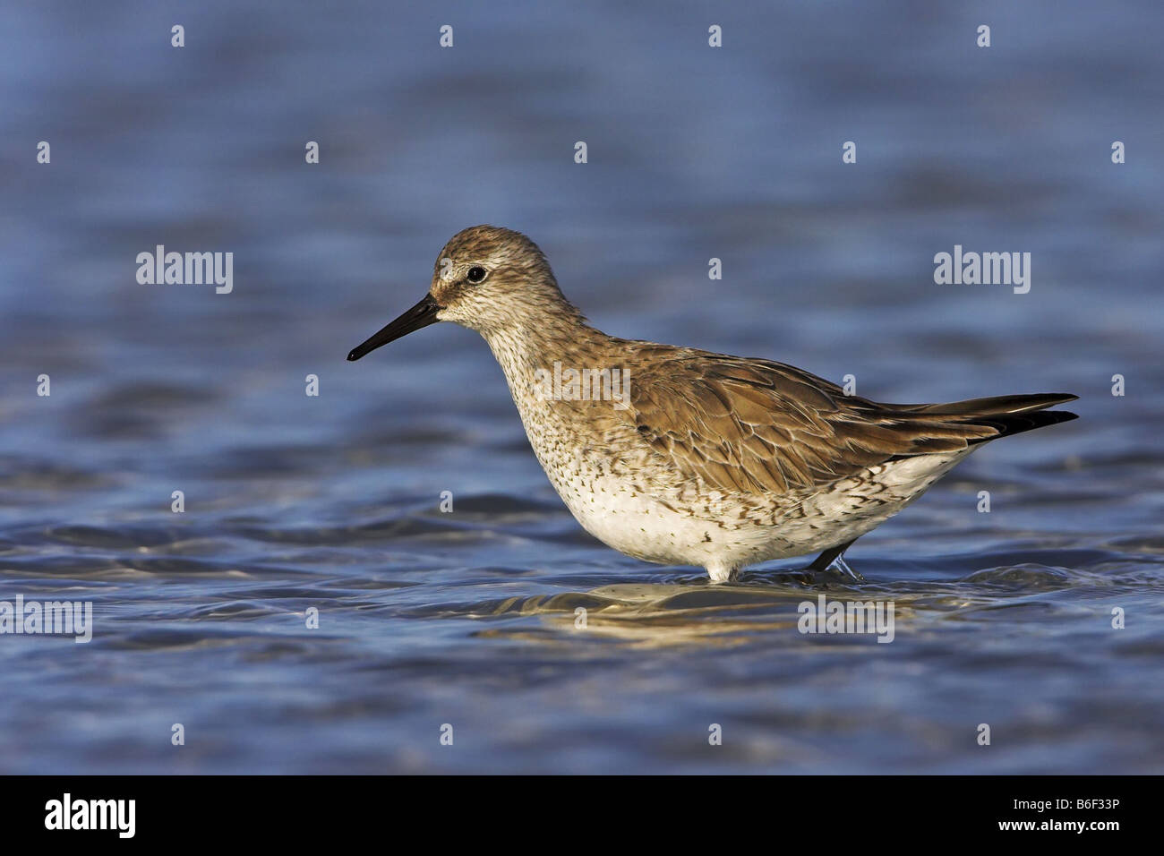Red knot bird us hi-res stock photography and images - Alamy