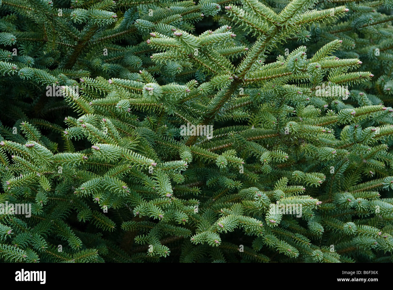 New zealand conifer tree hi-res stock photography and images - Alamy