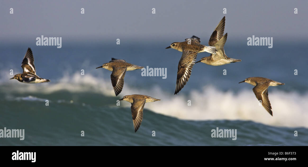 The grey plover hi-res stock photography and images - Alamy