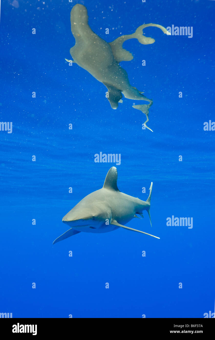 USA Hawaii Big Island Underwater view of Oceanic White Tip Shark ...
