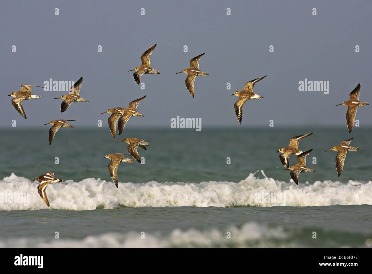 grey plover (Pluvialis squatarola), flying flock at the sea, USA ...