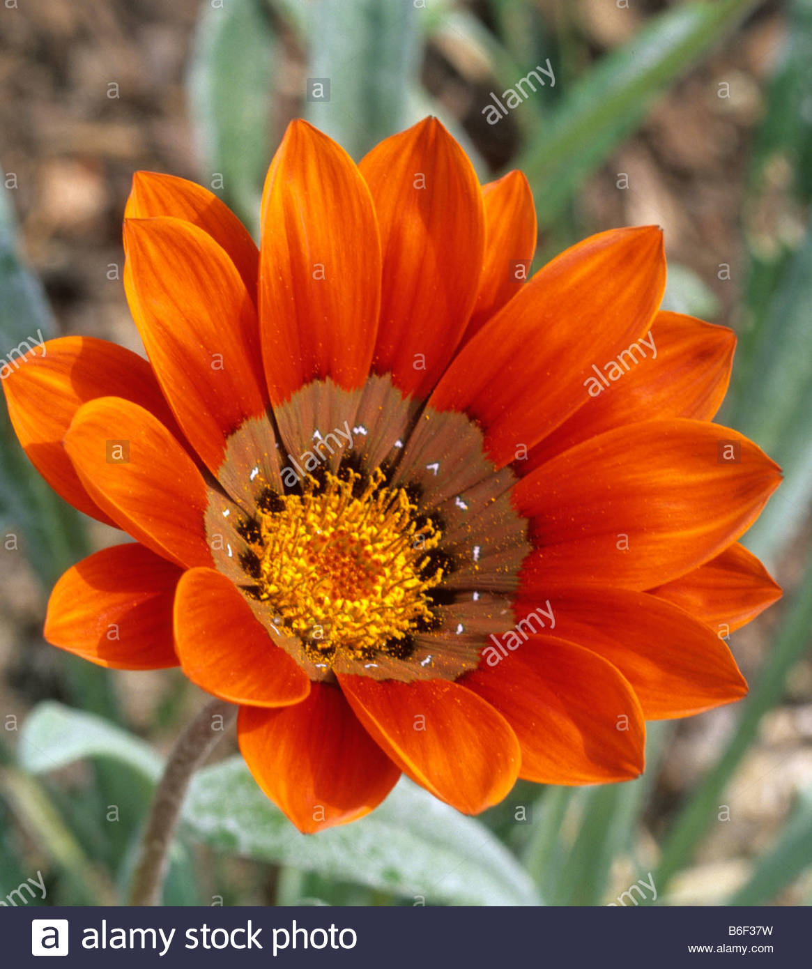 George Grey Stock Photos & George Grey Stock Images - Alamy