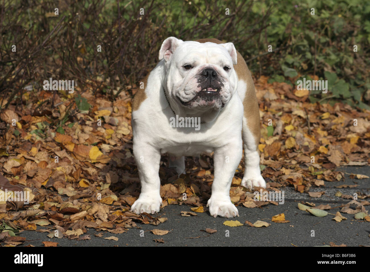 English bulldog (Canis lupus f. familiaris), in autumn foliage Stock ...