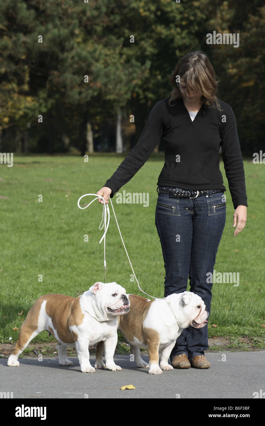 Can I Walk My English Bulldog