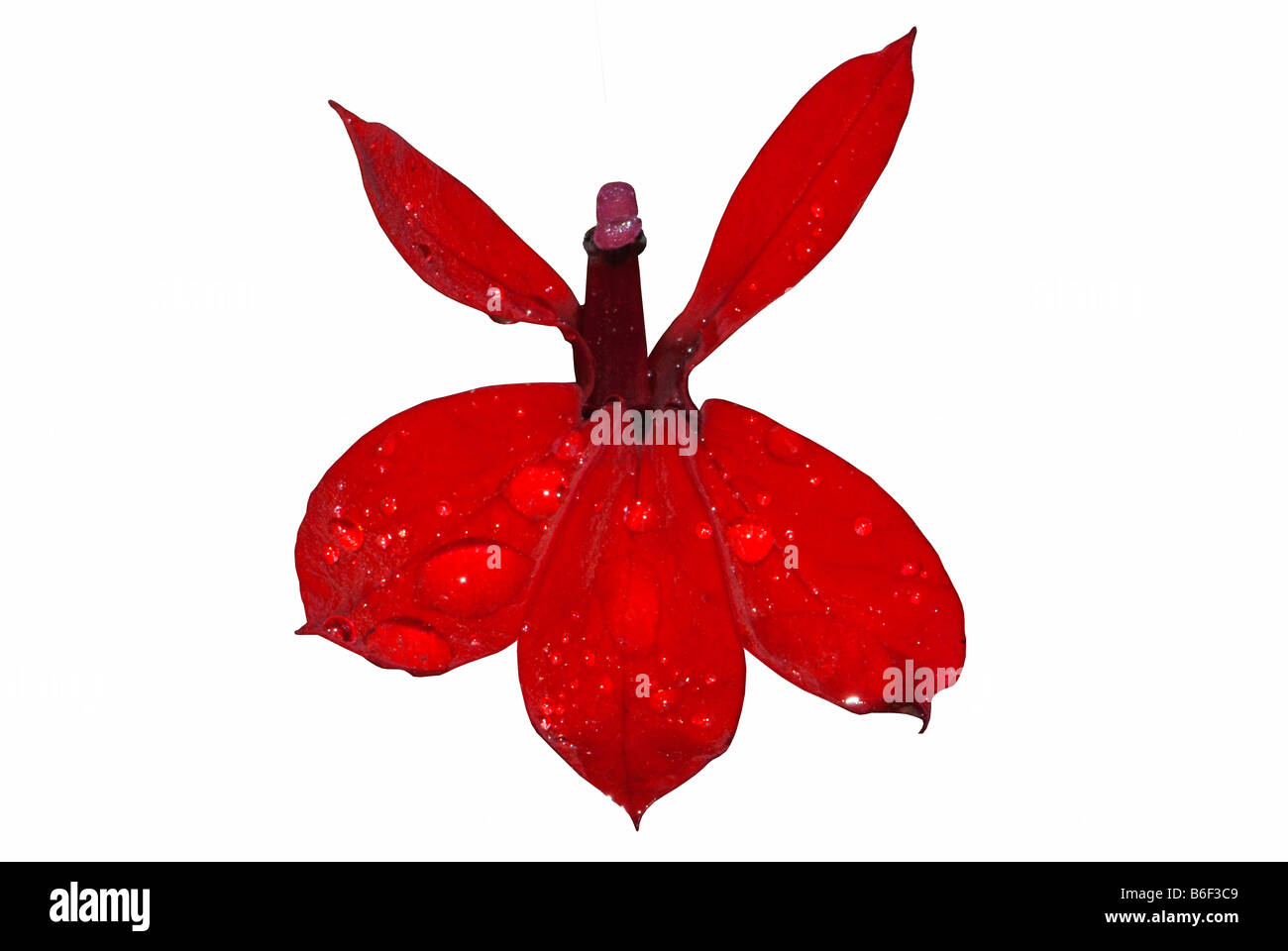 Cut out flower hi-res stock photography and images - Alamy