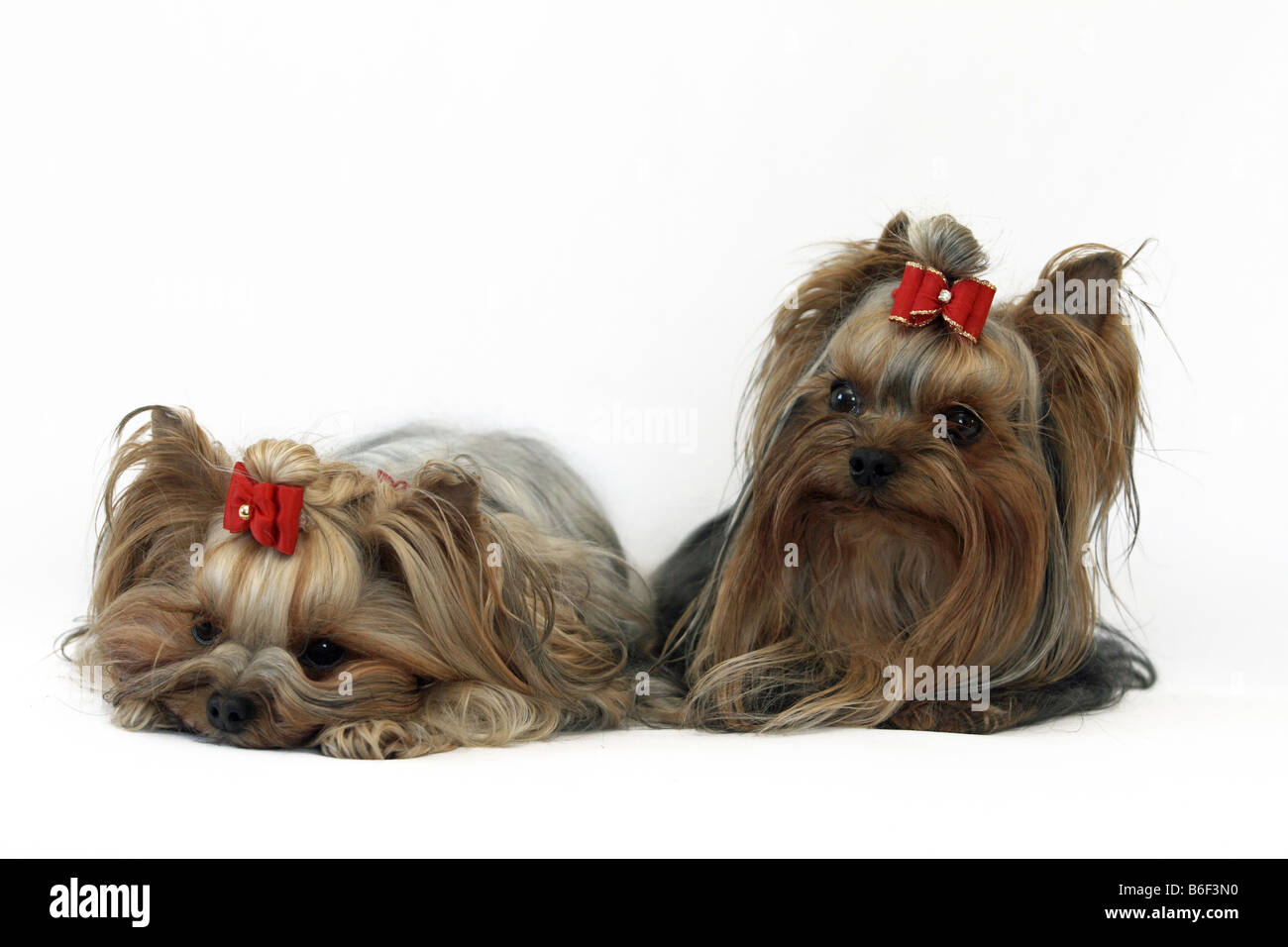 Two horizontal yorkshire terrier hi-res stock photography and images ...
