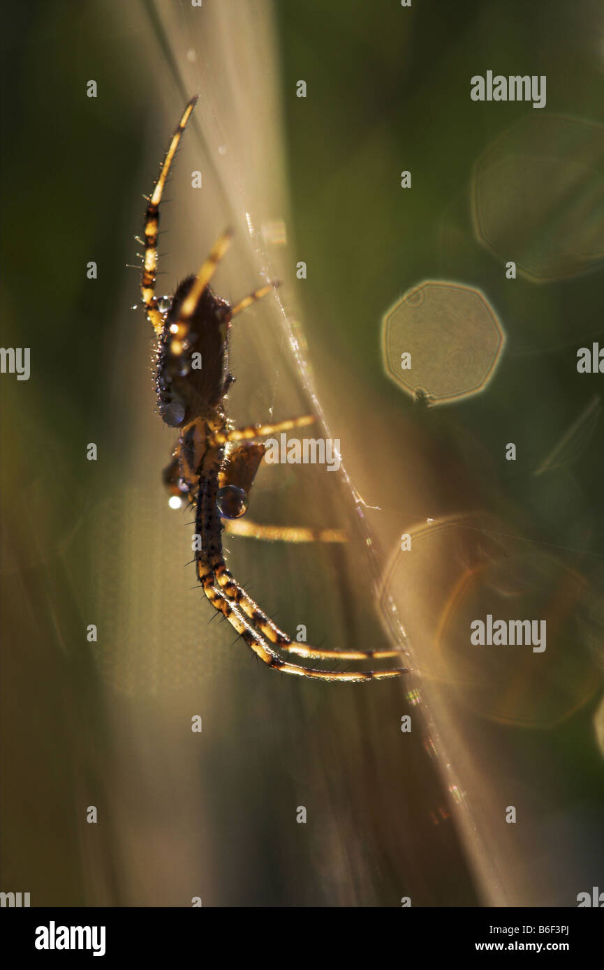 cross orbweaver, European garden spider, cross spider (Araneus ...